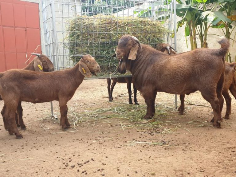 Kalahari Red Goats - Breed Profile - Goat Journal